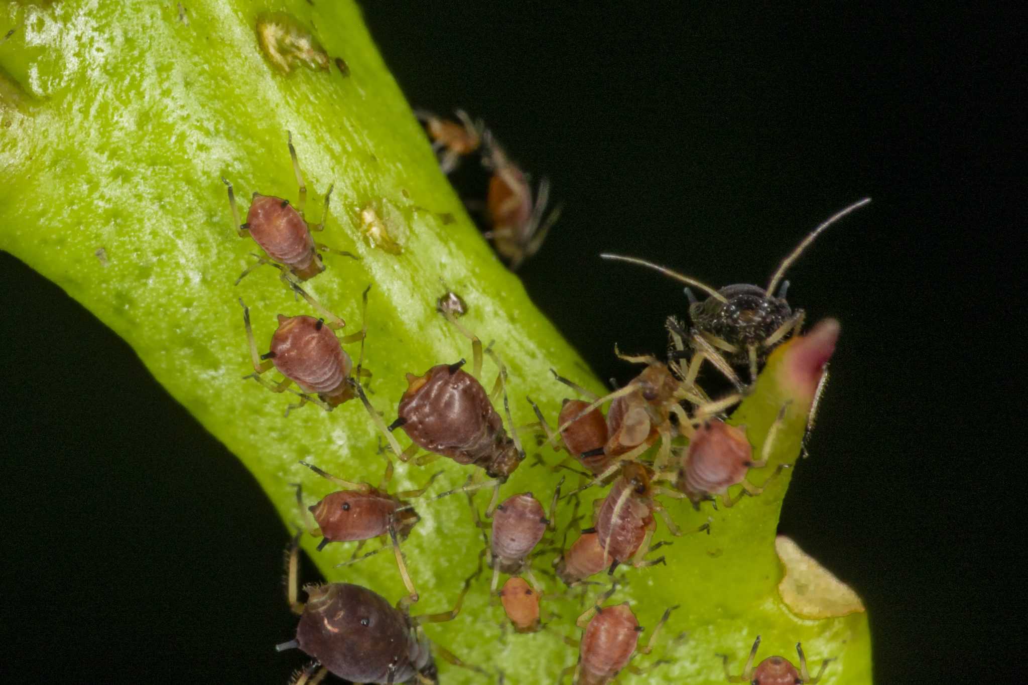 What Kind of Bugs Look Like Sesame Seeds? Identification Help - House ...