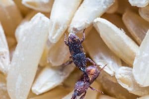 What Kind of Bugs Look Like Sesame Seeds? Identification Help - House ...